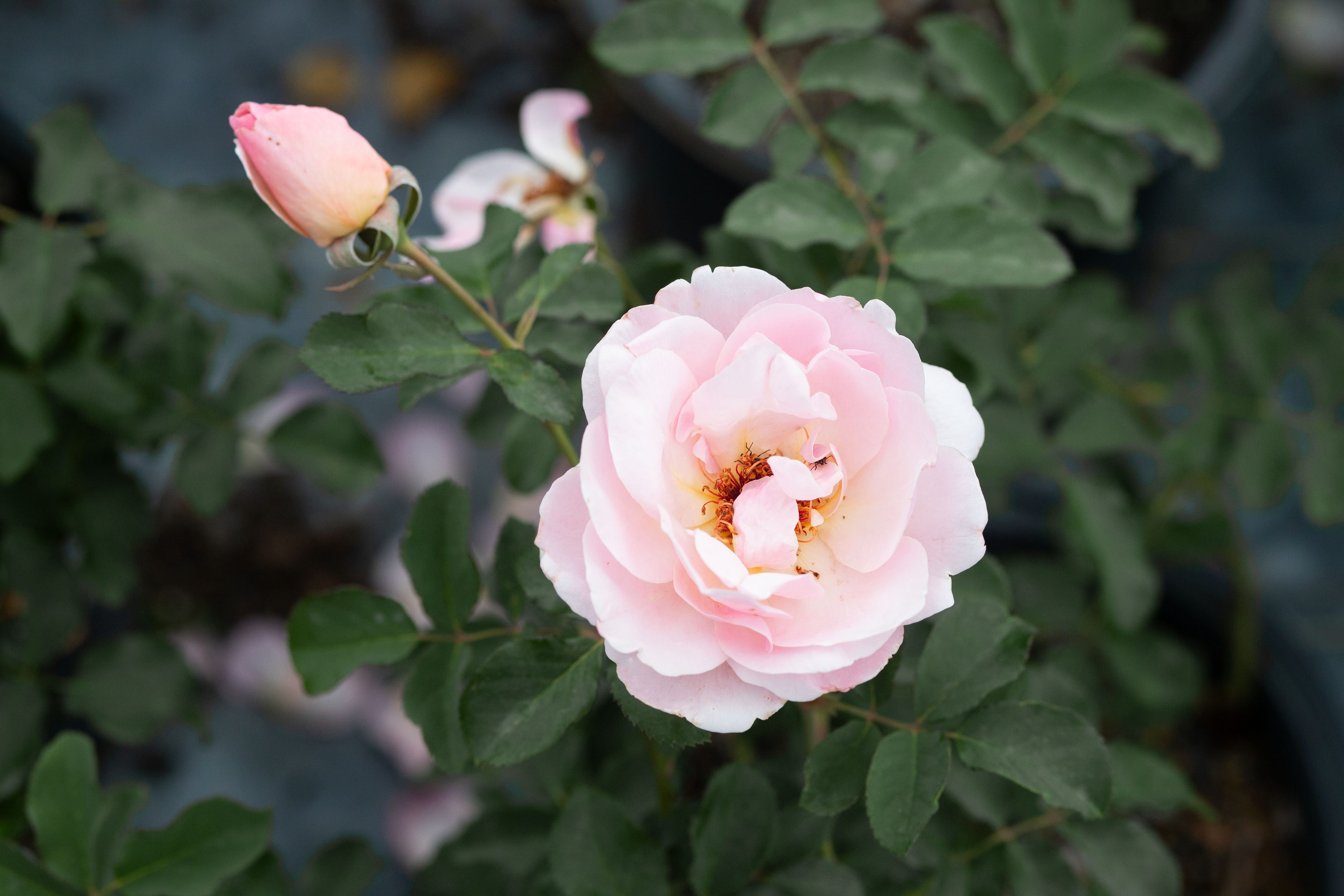 Magnolia Memories – Antique Rose Emporium