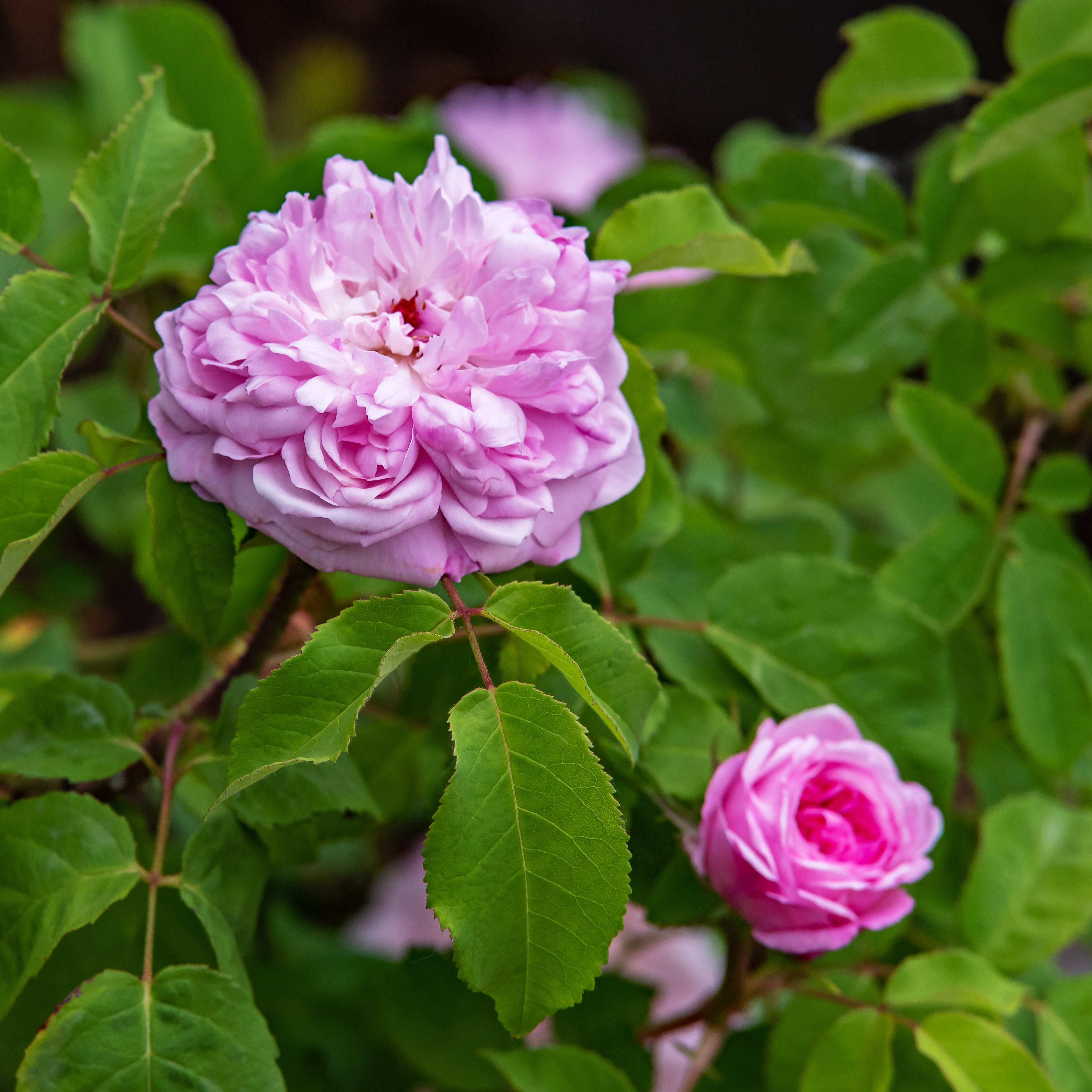 Marchessa Boccella – Antique Rose Emporium
