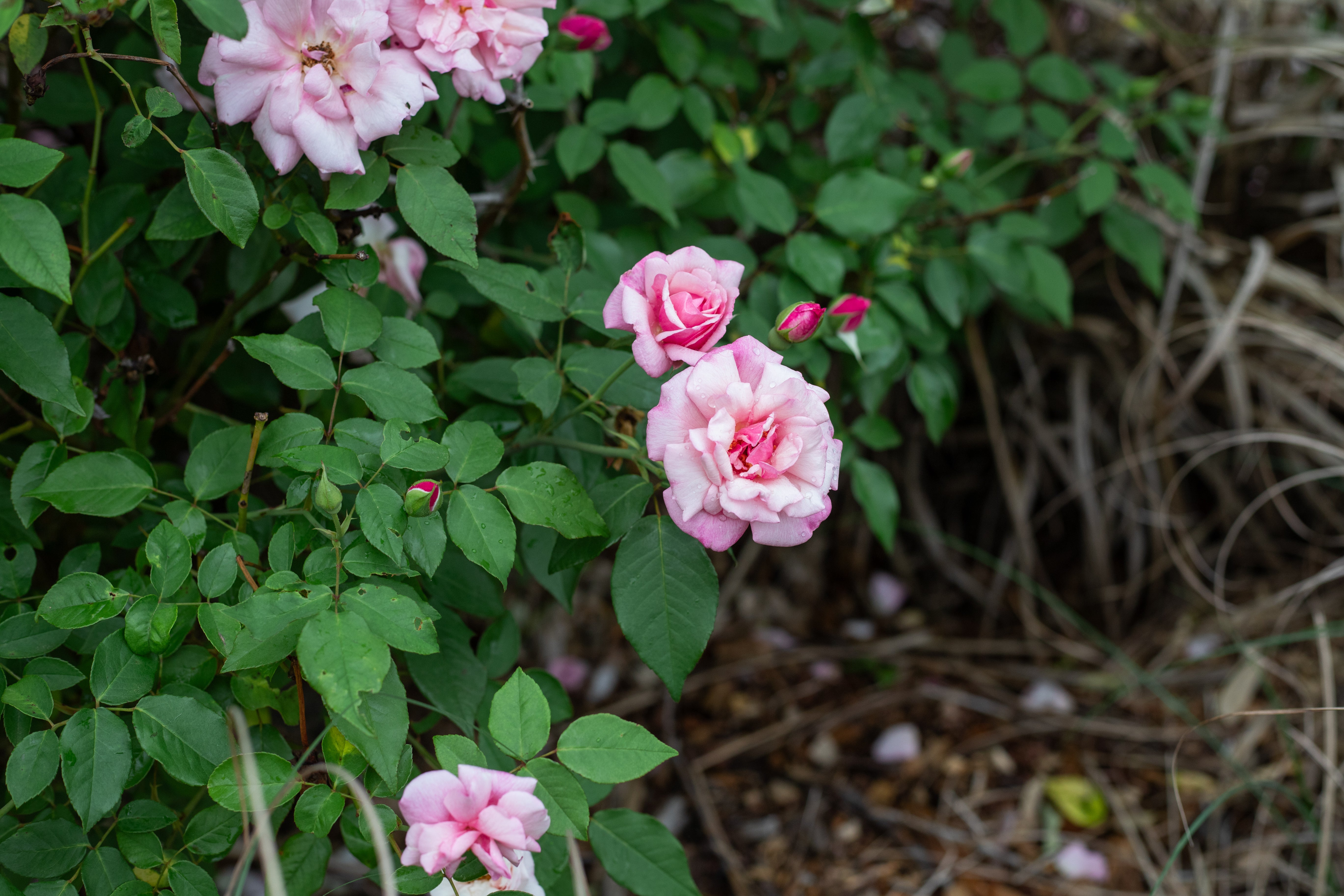 McClinton Tea – Antique Rose Emporium