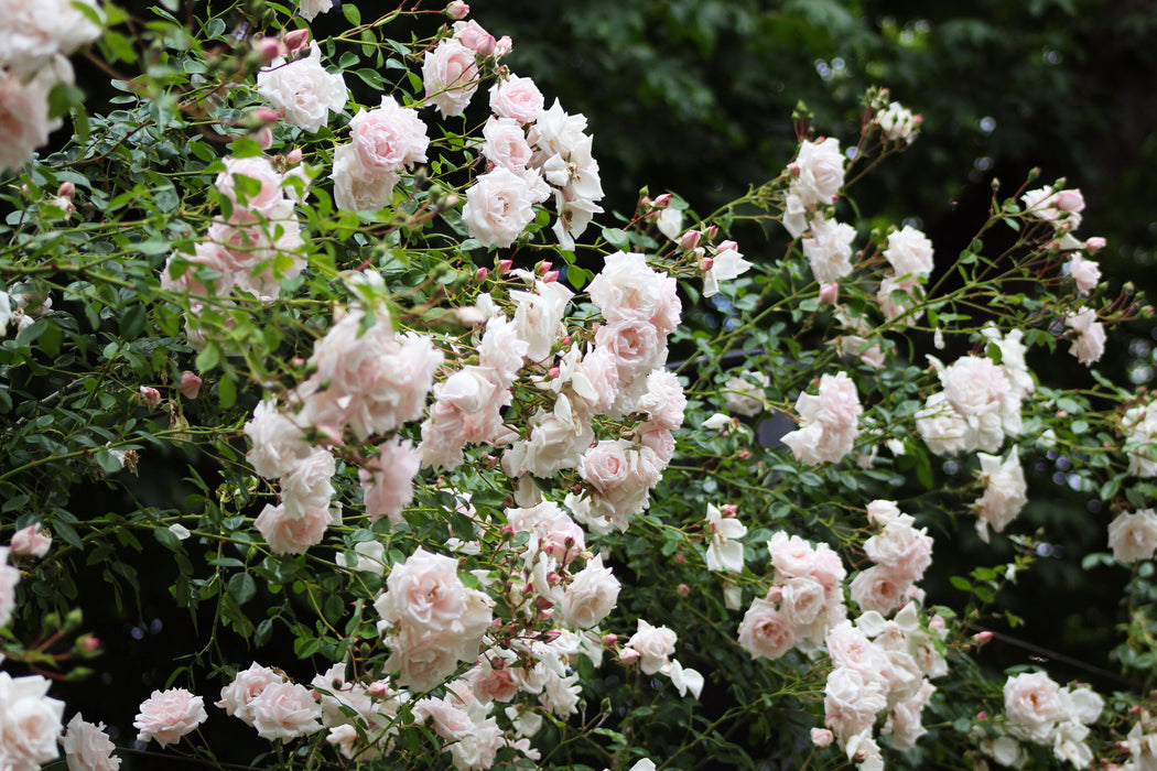 Safrano — Antique Rose Emporium