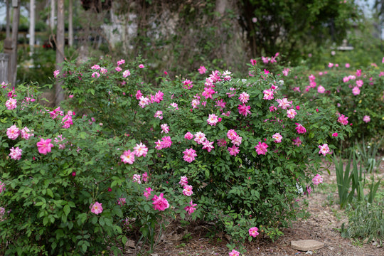 Old Blush – Antique Rose Emporium