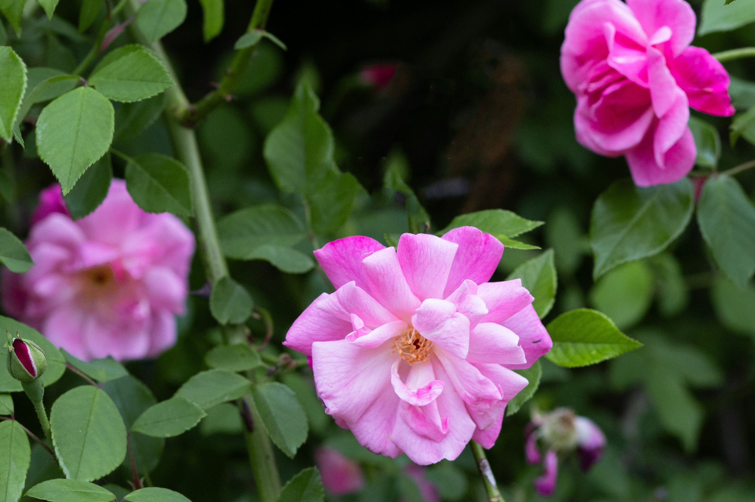 Old Blush – Antique Rose Emporium