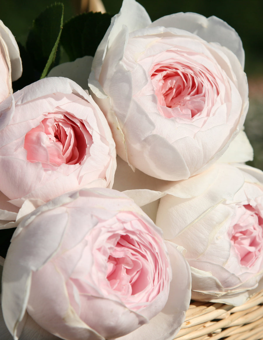 Earth Angel™ Parfuma® – Antique Rose Emporium