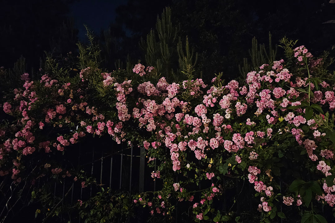 Award Winners – Antique Rose Emporium