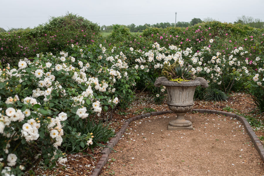 Penelope – Antique Rose Emporium