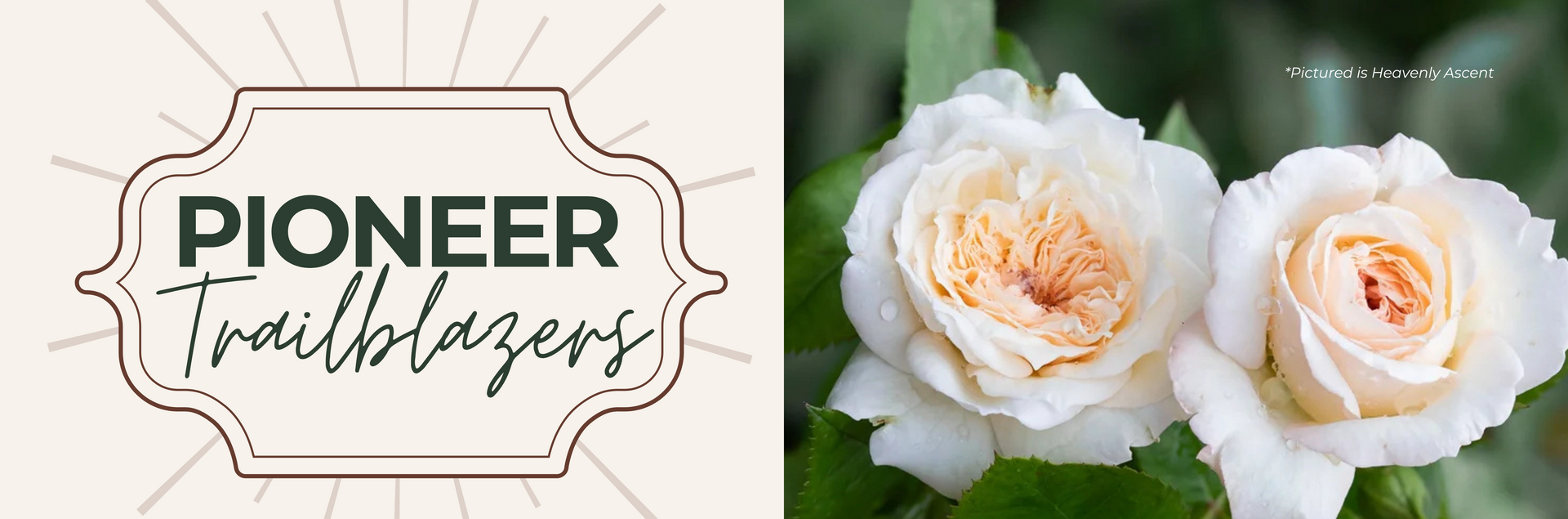 Antique Rose Emporium | Antique Rose Nursery & All Things Garden