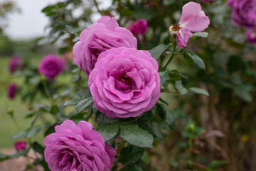 Plum Perfect™ - Sunbelt® – Antique Rose Emporium