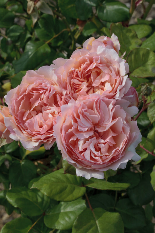 Princesse Charlene de Monaco® – Antique Rose Emporium