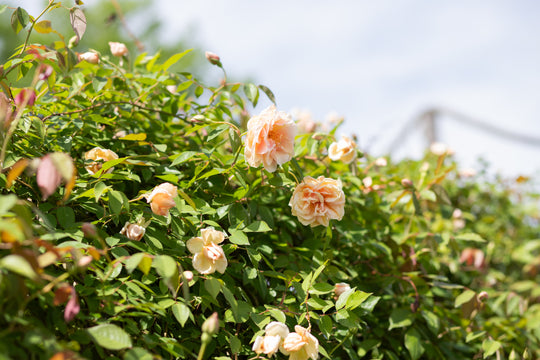 Reve d'Or – Antique Rose Emporium