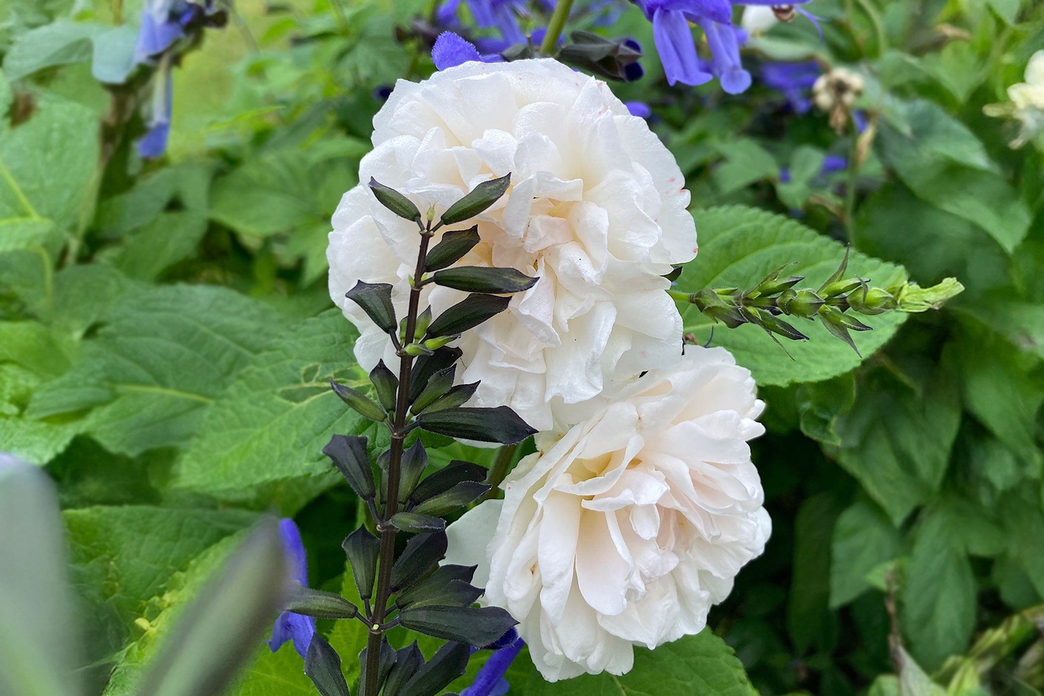 Spice – Antique Rose Emporium