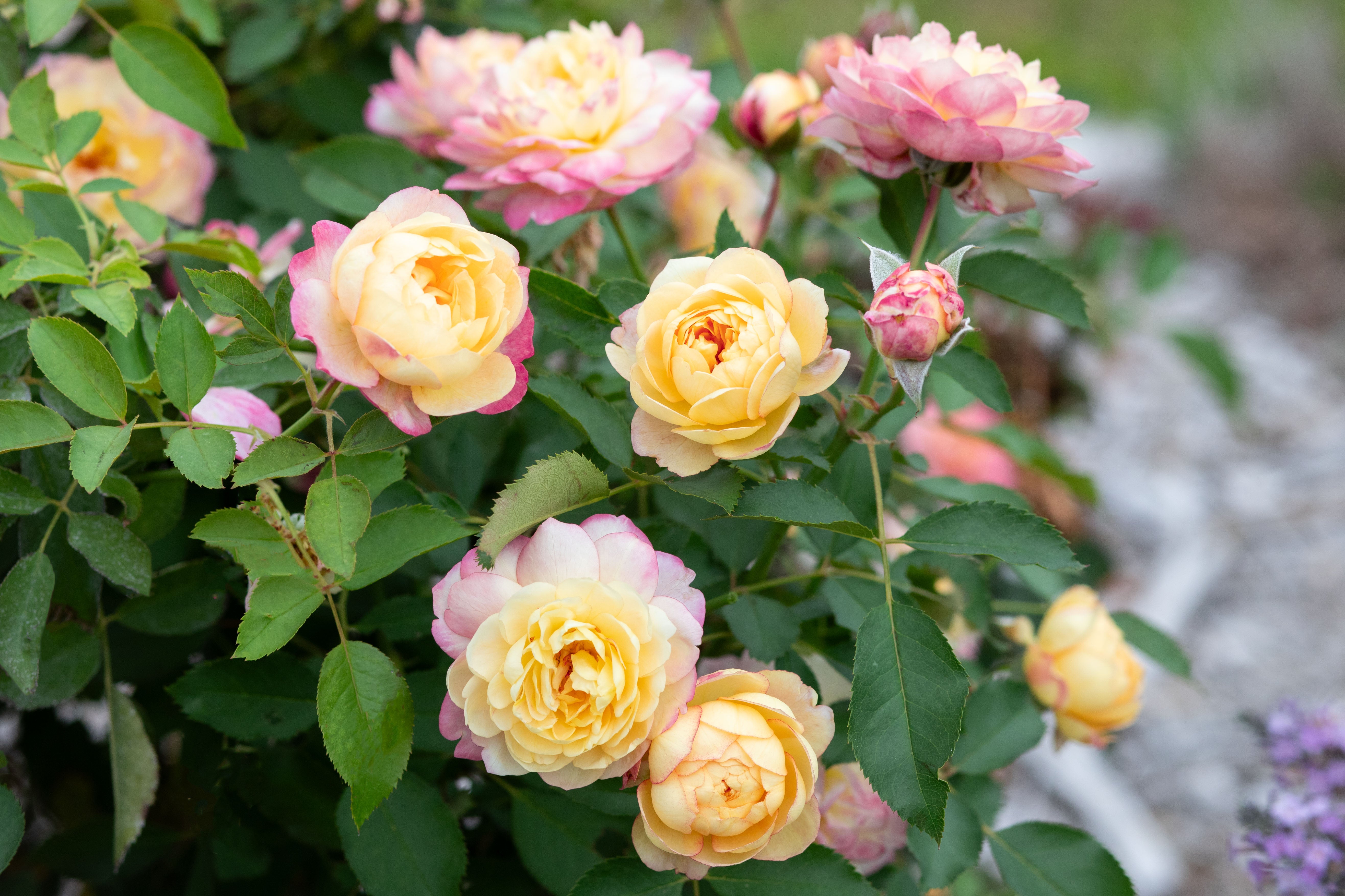 Royal Sunrise – Antique Rose Emporium
