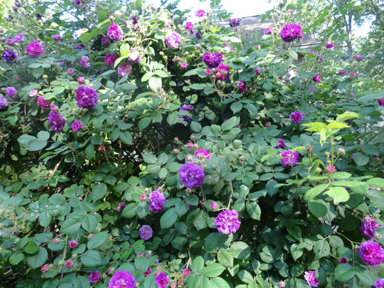 Seven Sisters – Antique Rose Emporium