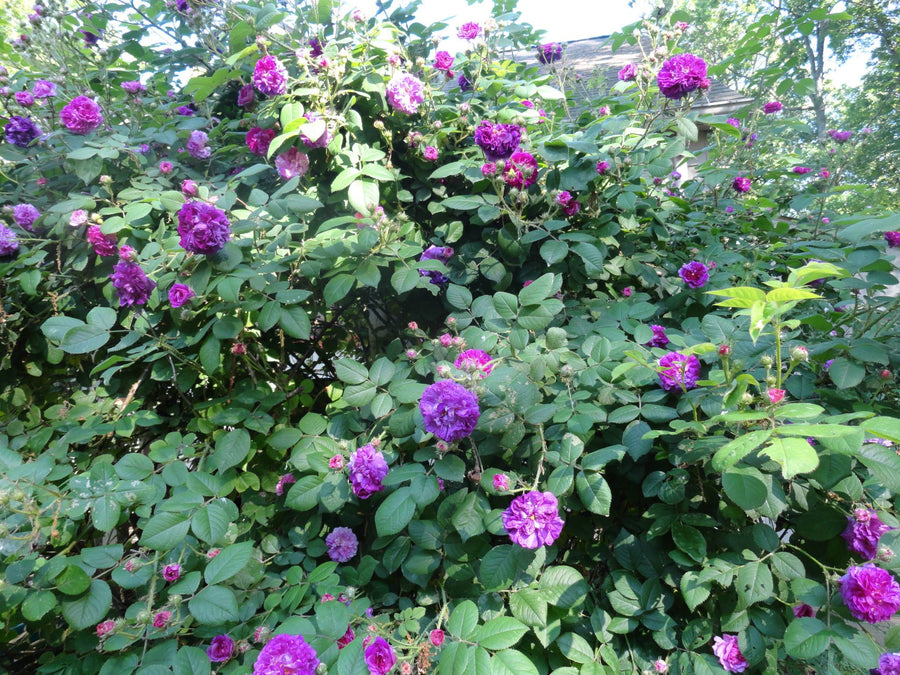 Seven Sisters – Antique Rose Emporium