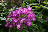 Veilchenblau – Antique Rose Emporium