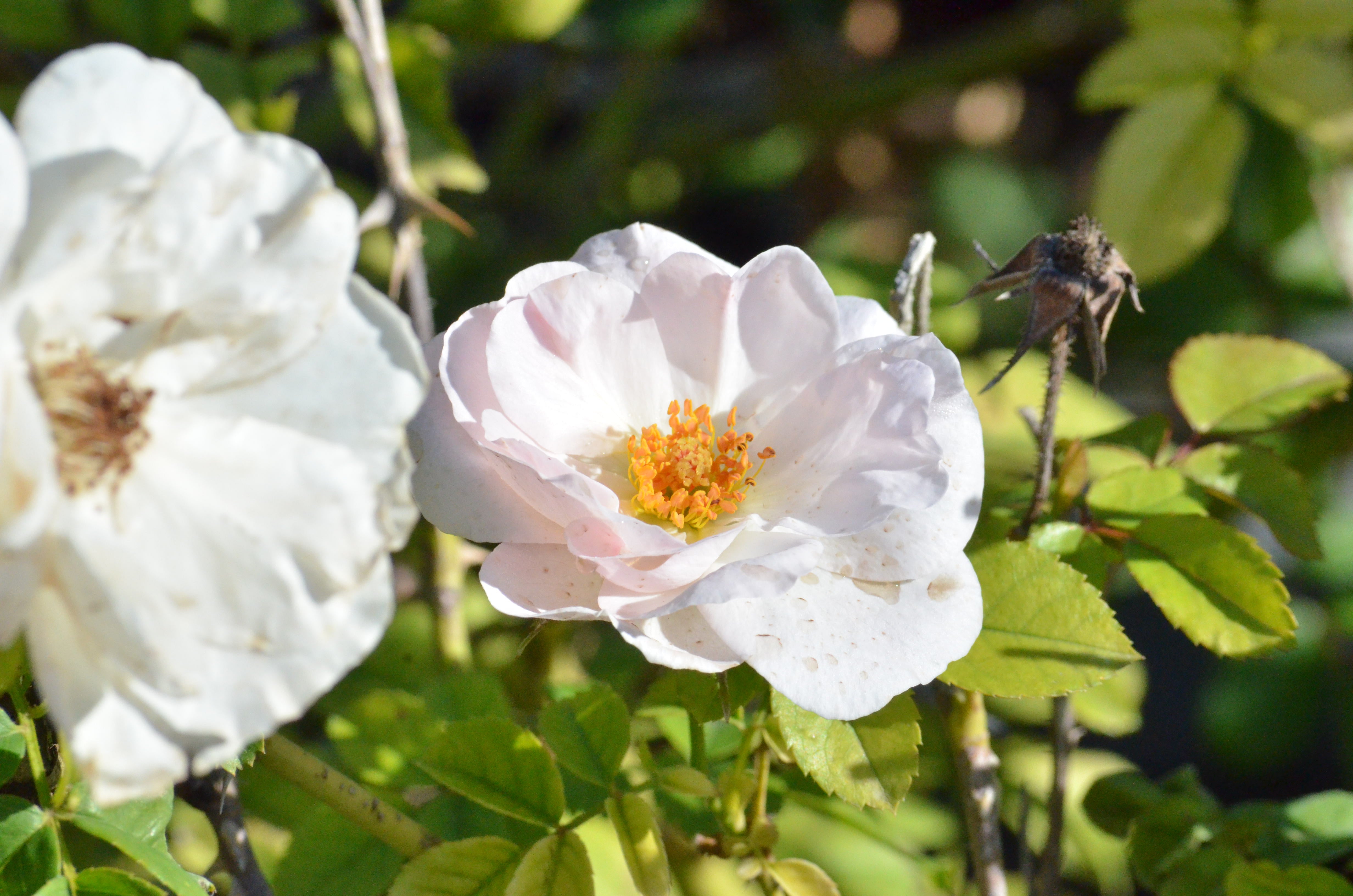 Virginia's Song – Antique Rose Emporium