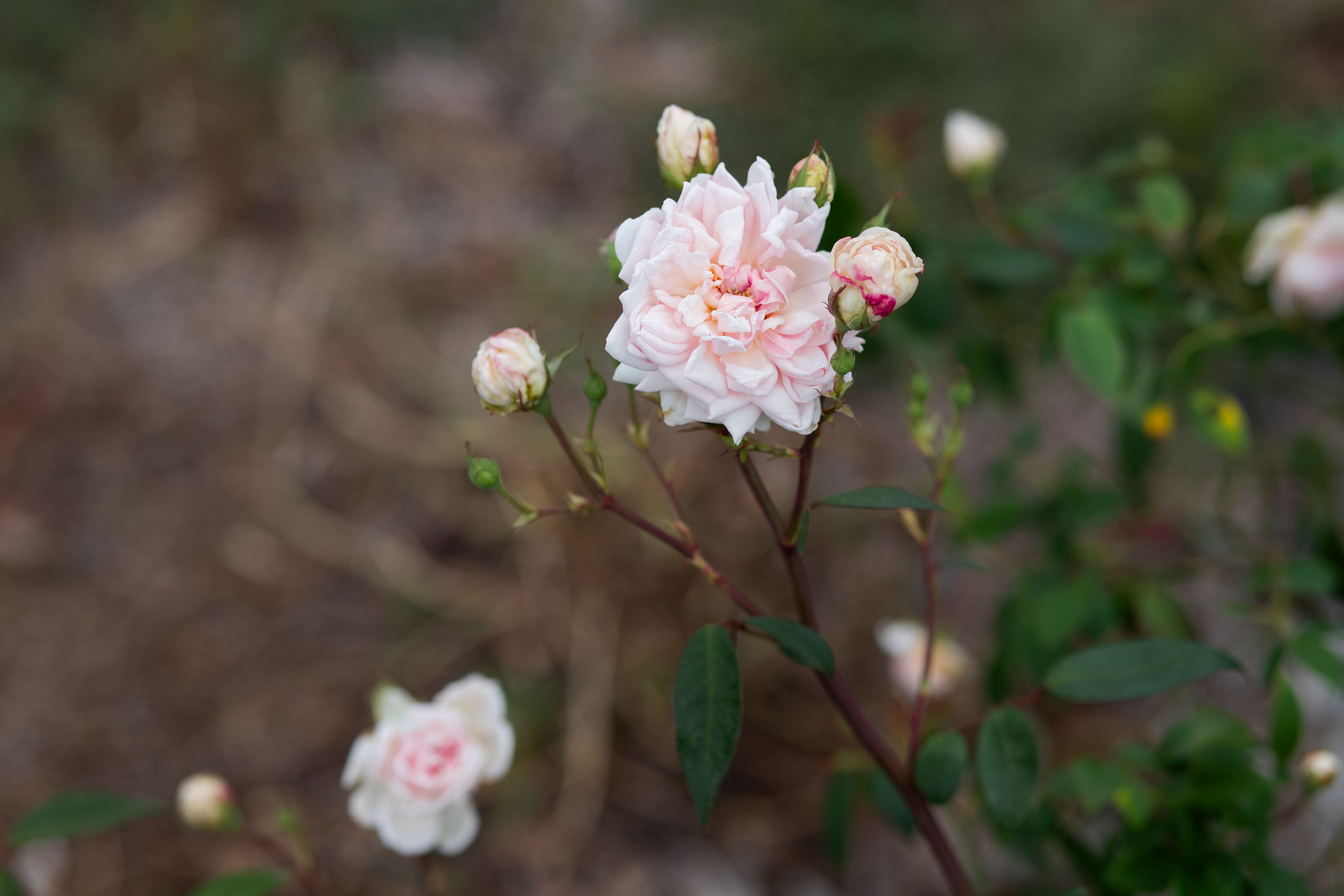 Xenna – Antique Rose Emporium