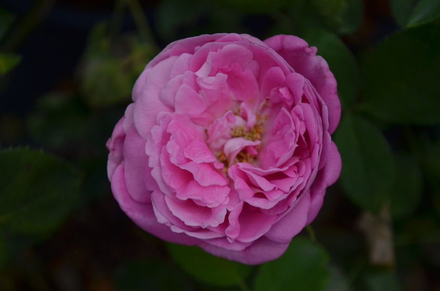 La Reine – Antique Rose Emporium