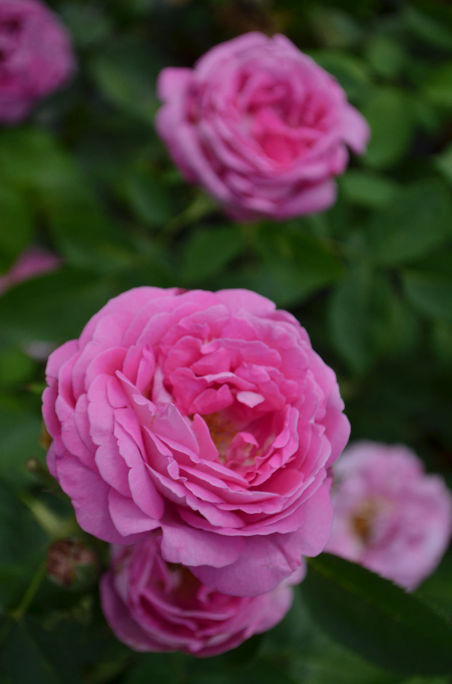 La Reine – Antique Rose Emporium