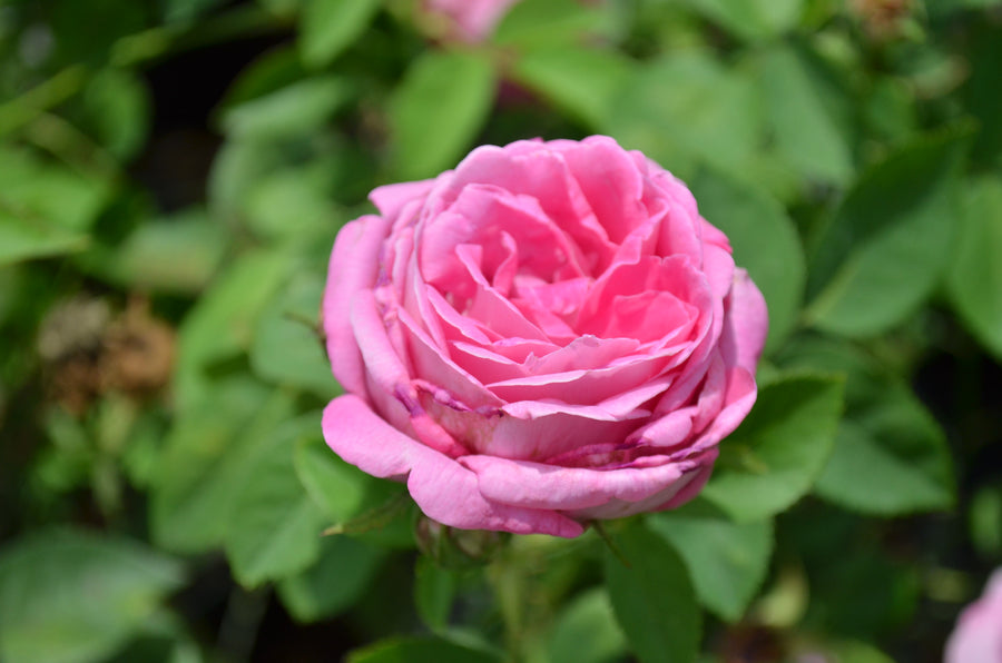La Reine – Antique Rose Emporium