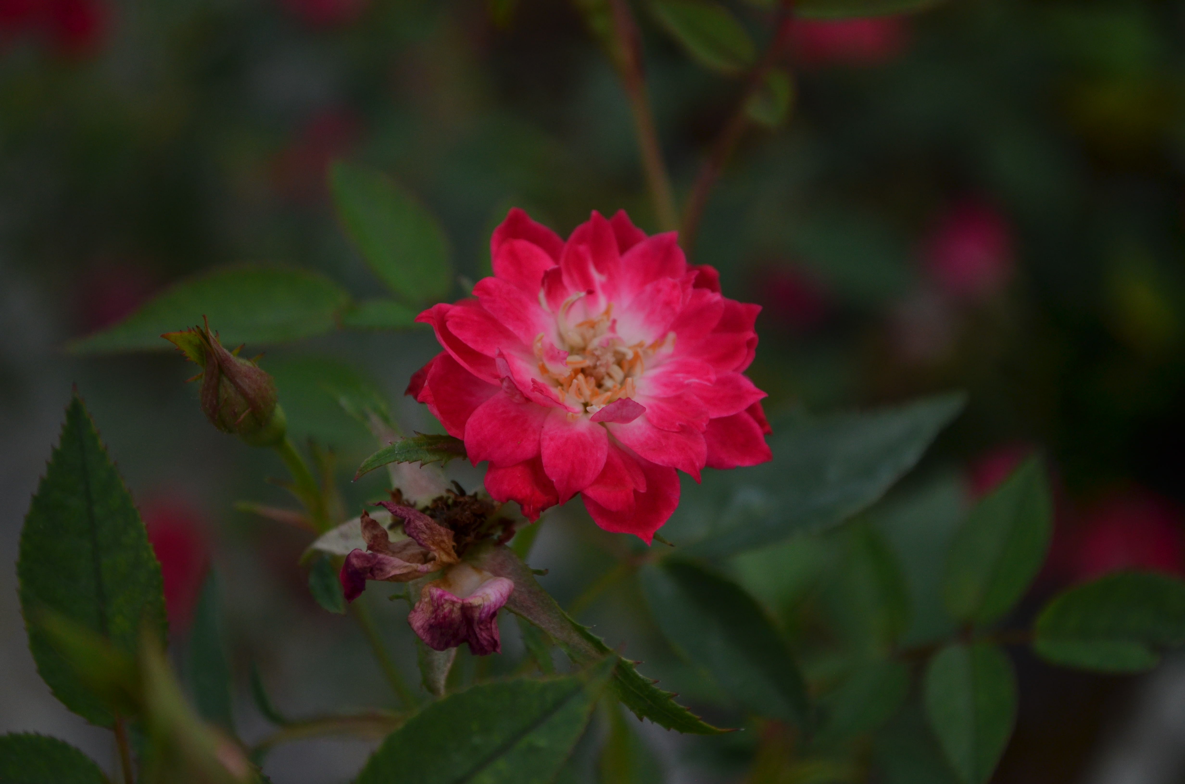 Little Buckaroo – Antique Rose Emporium