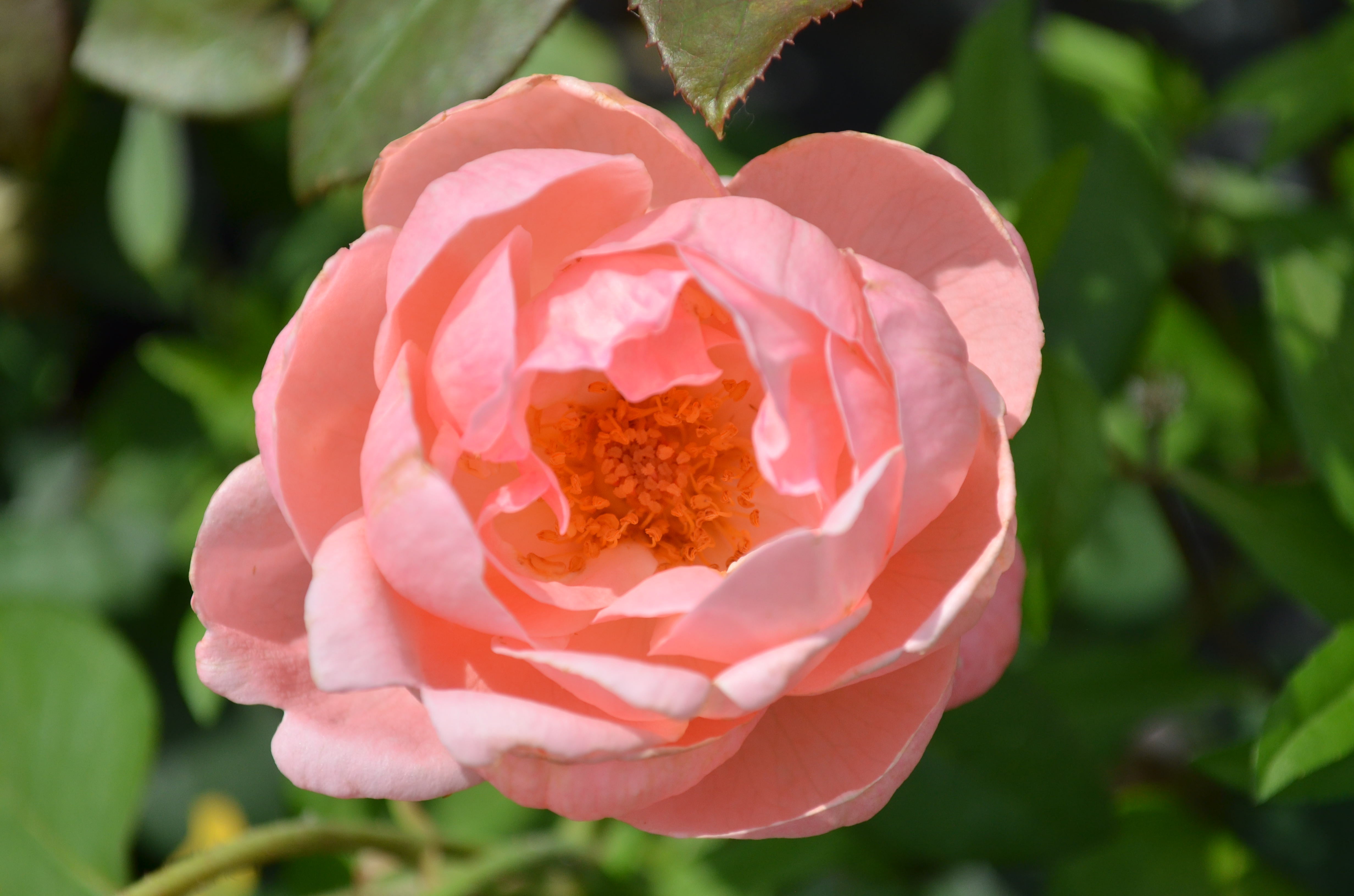 Ma Perkins – Antique Rose Emporium