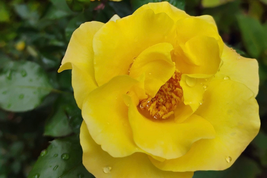 Award Winners – Antique Rose Emporium