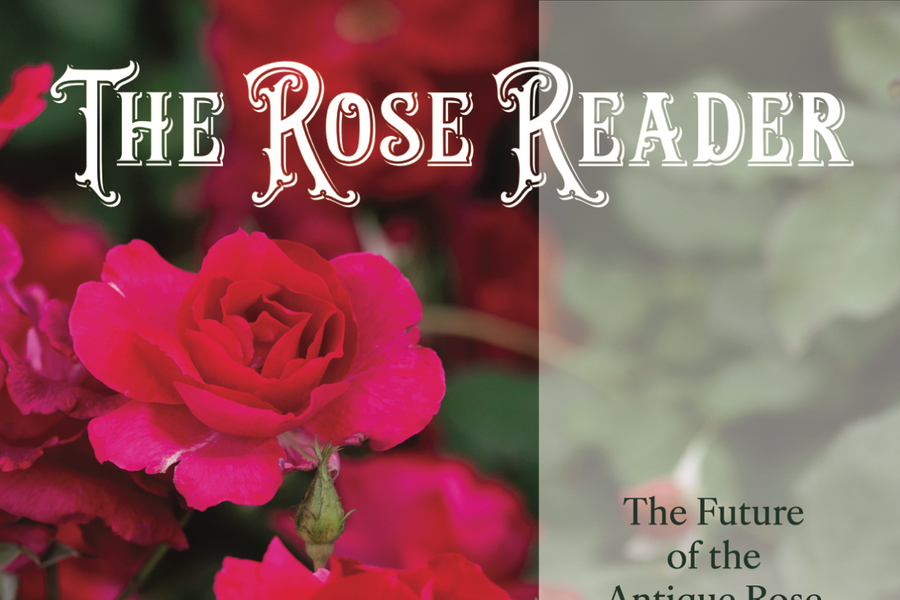 Peggy Martin – Antique Rose Emporium