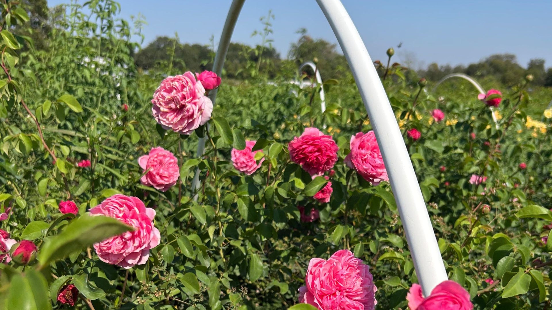 Wholesale Roses | Ready to Plant – Antique Rose Emporium