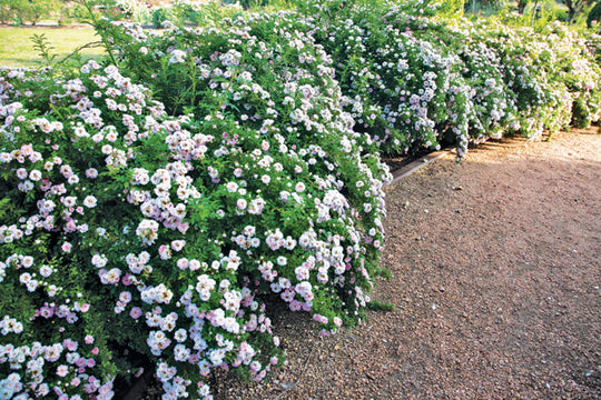 Petite Pink Scotch – Antique Rose Emporium