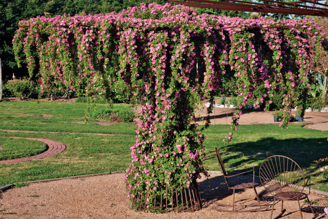 Seven Sisters – Antique Rose Emporium
