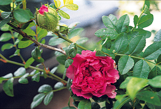 True Antique Roses – Antique Rose Emporium