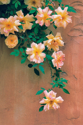 True Antique Roses – Antique Rose Emporium