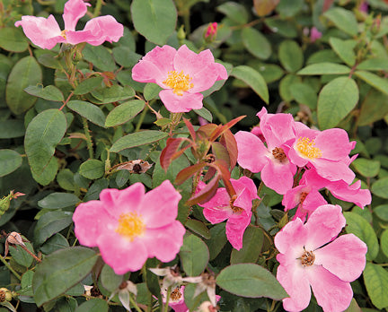 Nearly Wild – Antique Rose Emporium