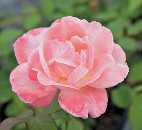 Ma Perkins – Antique Rose Emporium