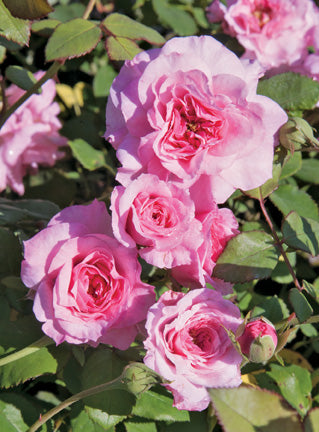 Doreen's Centennial – Antique Rose Emporium