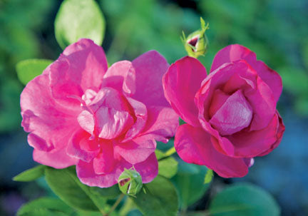 Thomas Affleck – Antique Rose Emporium