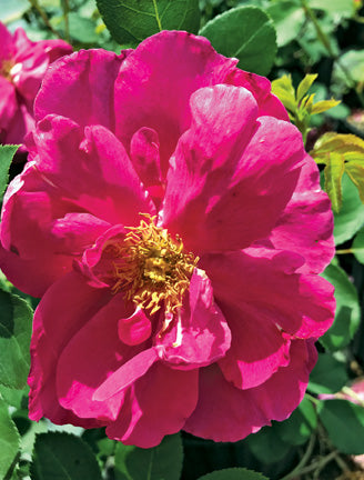 Thomas Affleck – Antique Rose Emporium