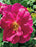 Antique Rose Emporium – Antique Rose Nursery & All Things Garden