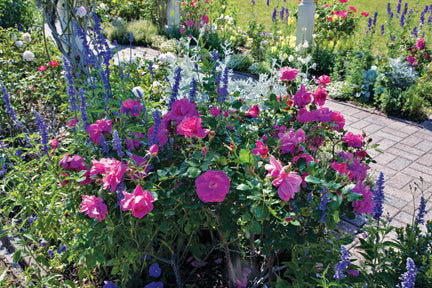 Thomas Affleck – Antique Rose Emporium
