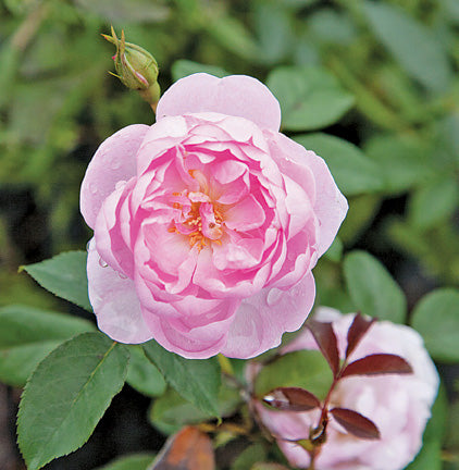 Ann's Beautiful Daughter – Antique Rose Emporium