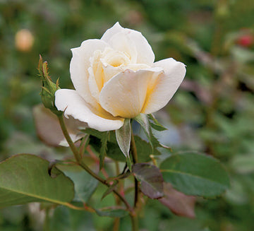 April Moon – Antique Rose Emporium