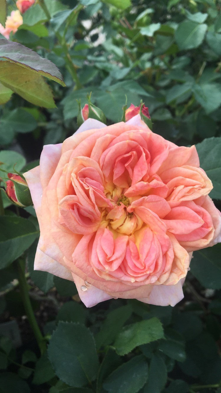 Alchymist – Antique Rose Emporium