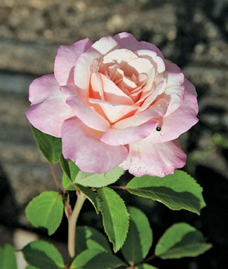Safrano — Antique Rose Emporium