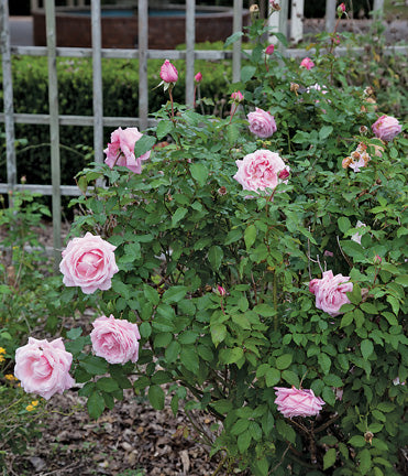 Safrano — Antique Rose Emporium
