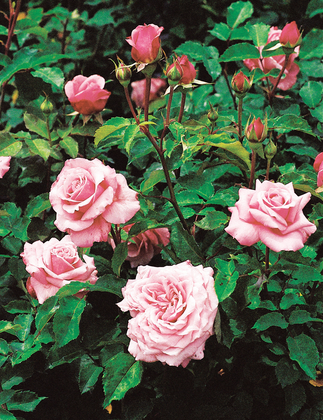 Sweet Briar Rose — Antique Rose Emporium
