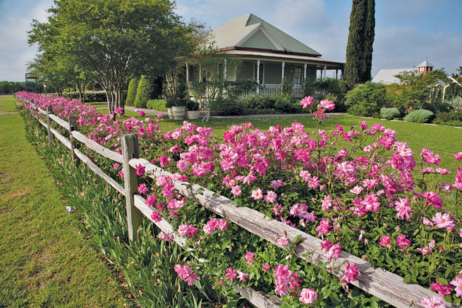 Old Blush – Antique Rose Emporium