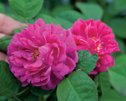 Rose de Rescht – Antique Rose Emporium