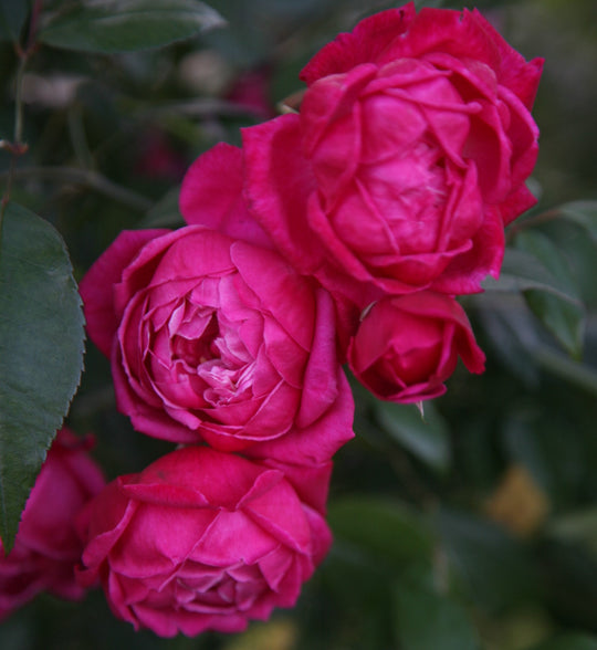 True Antique Roses – Antique Rose Emporium