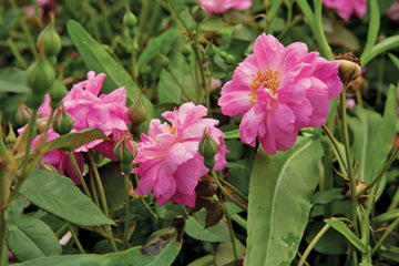 True Antique Roses – Antique Rose Emporium