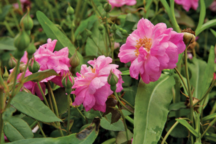 True Antique Roses – Antique Rose Emporium